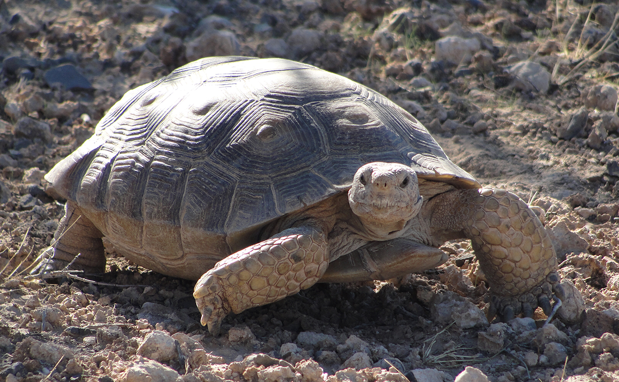 Mojave Desert Tortoise | FWS.gov